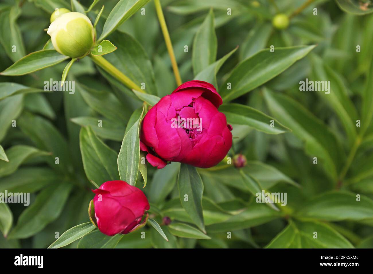 Closeup view of peony plants with different buds outdoors Stock Photo ...