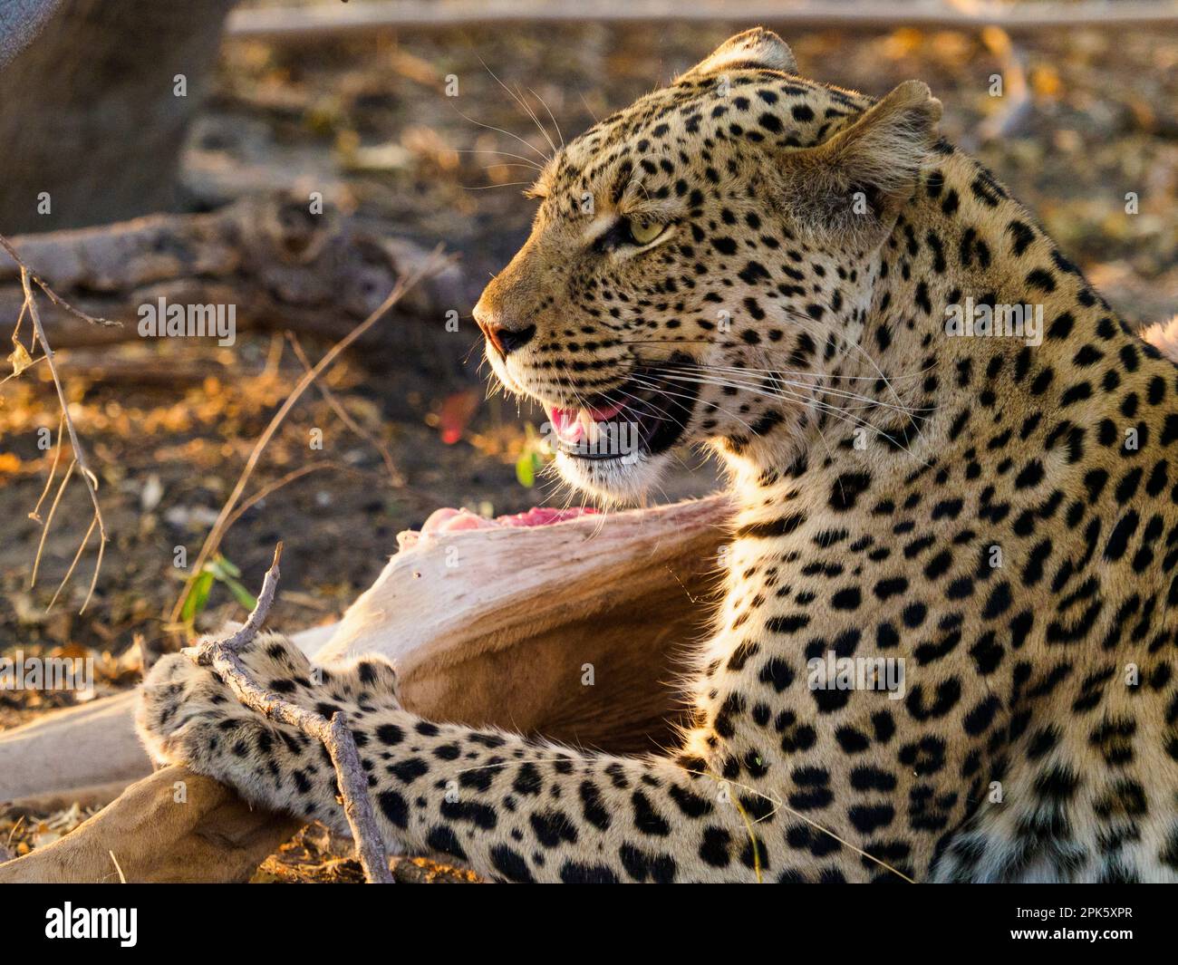 Leopard with kill, Selinda Reserve, Botswana Stock Photo - Alamy