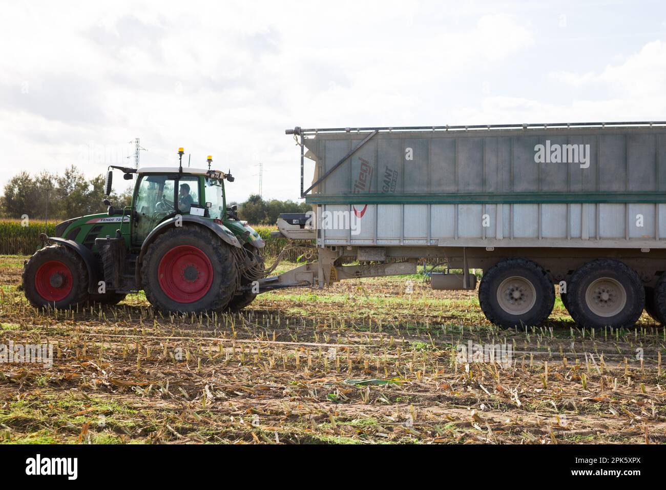 Tractor with truck trailer moving on corn field during mowing Stock ...