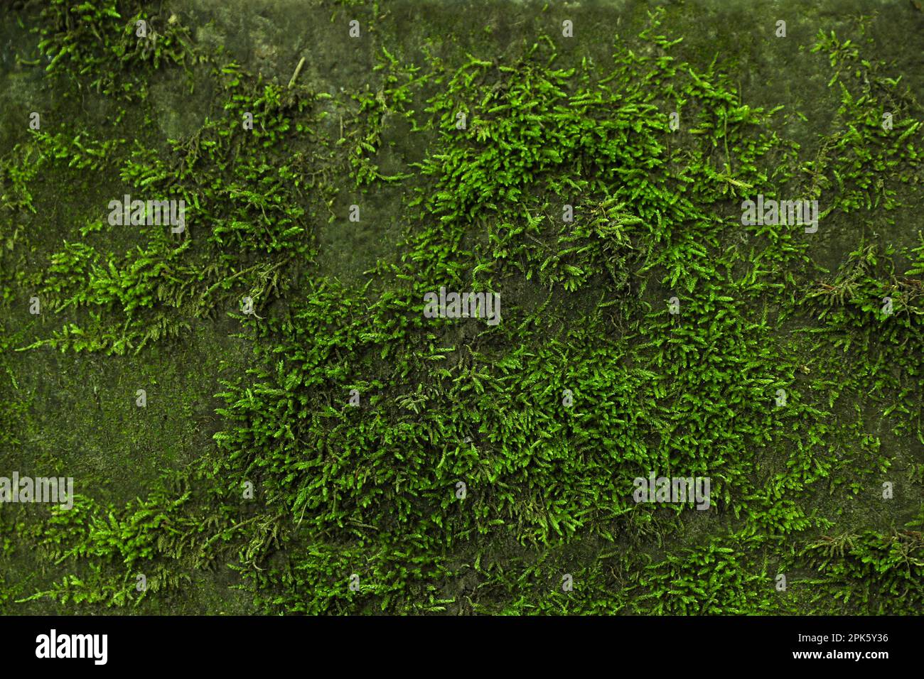 Stone wall overgrown hi-res stock photography and images - Alamy