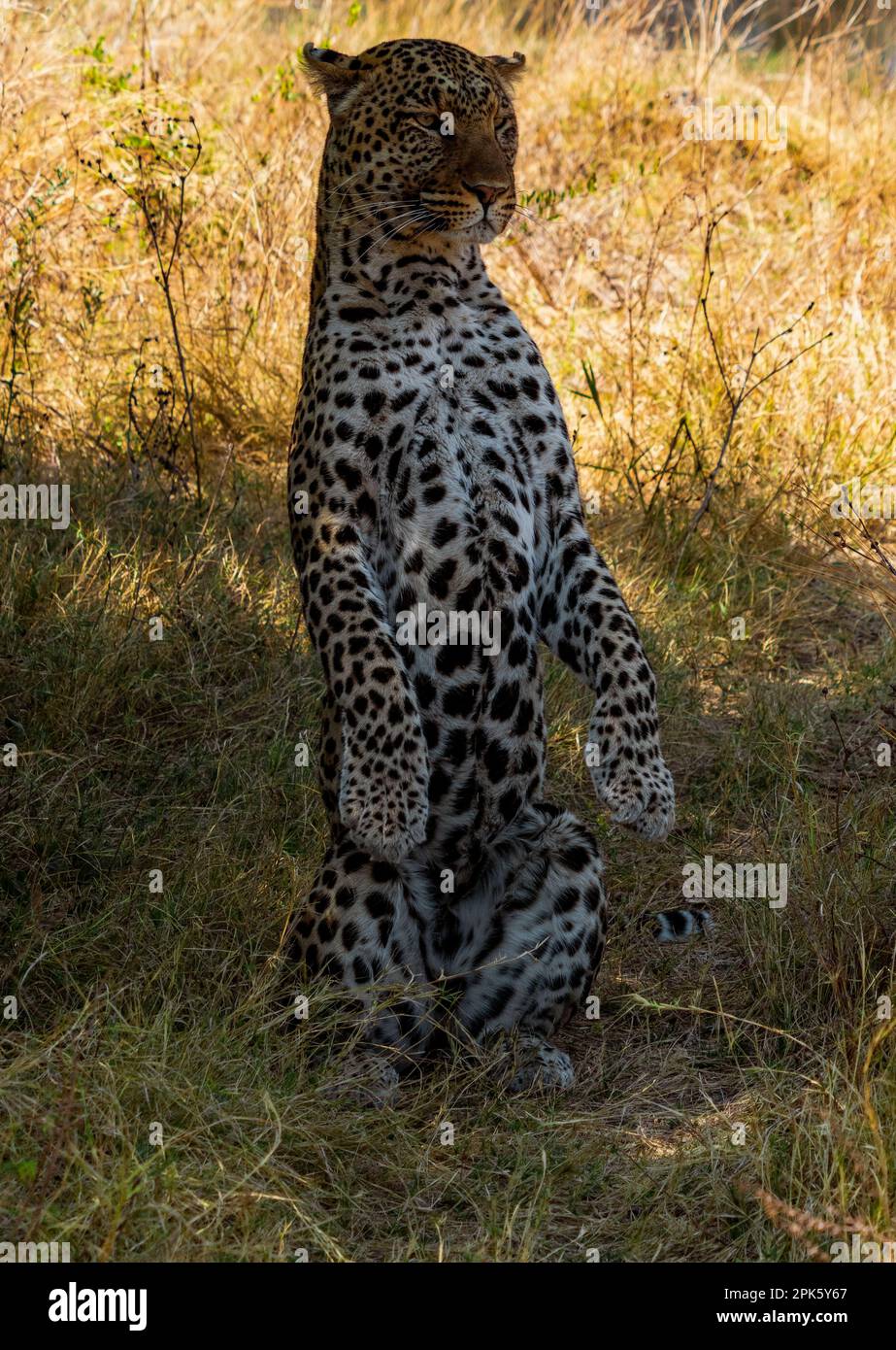 Leopard portrait, Selinda Reserve, Botswana Stock Photo - Alamy