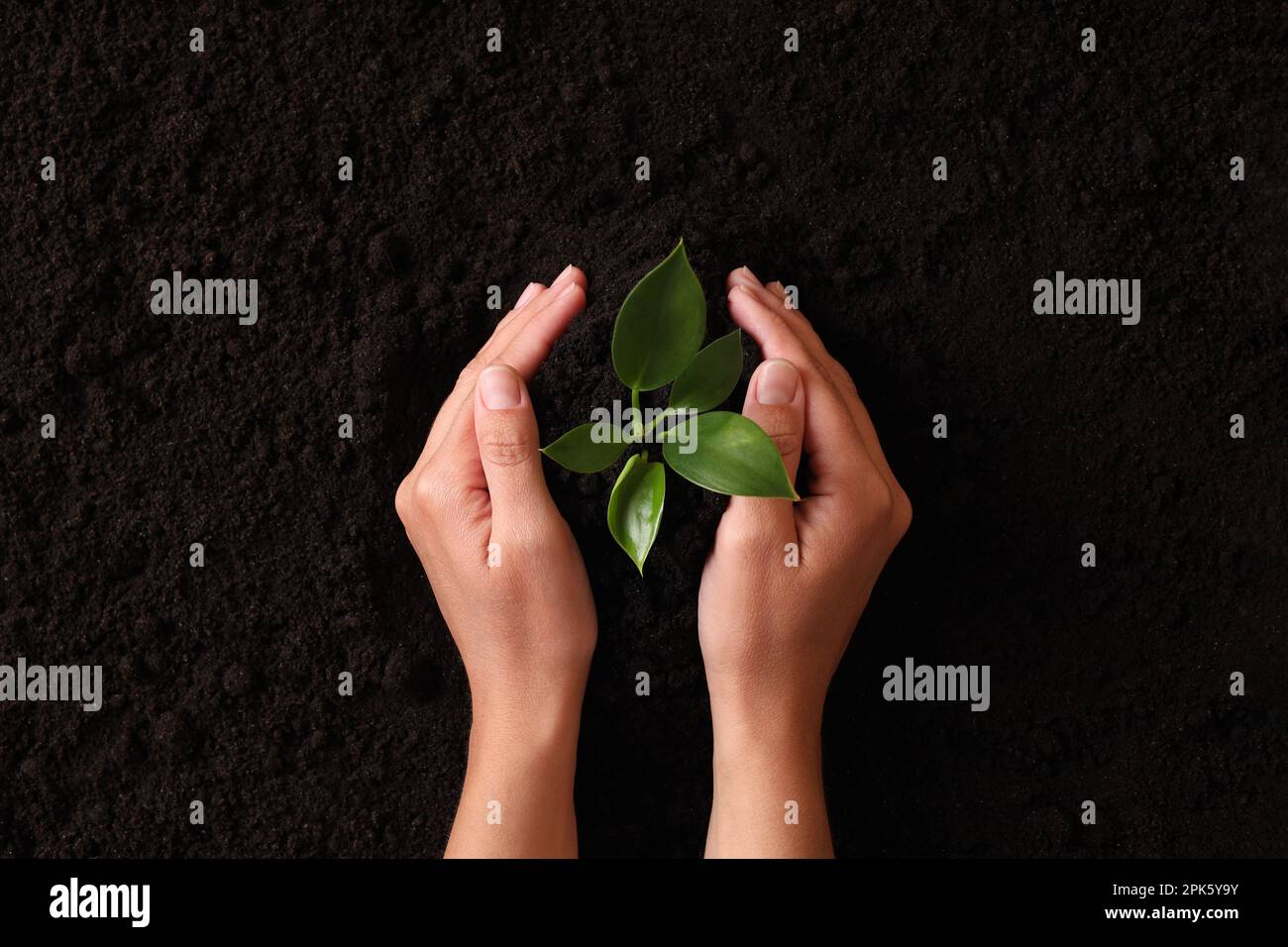 Woman protecting young seedling in soil, top view. Planting tree Stock ...