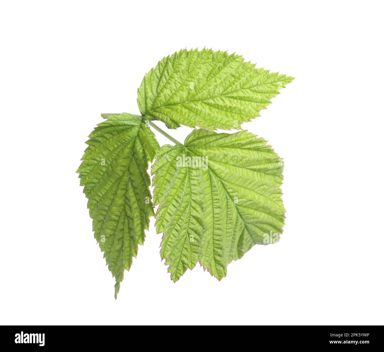 Raspberry leaves isolated on hi-res stock photography and images - Alamy