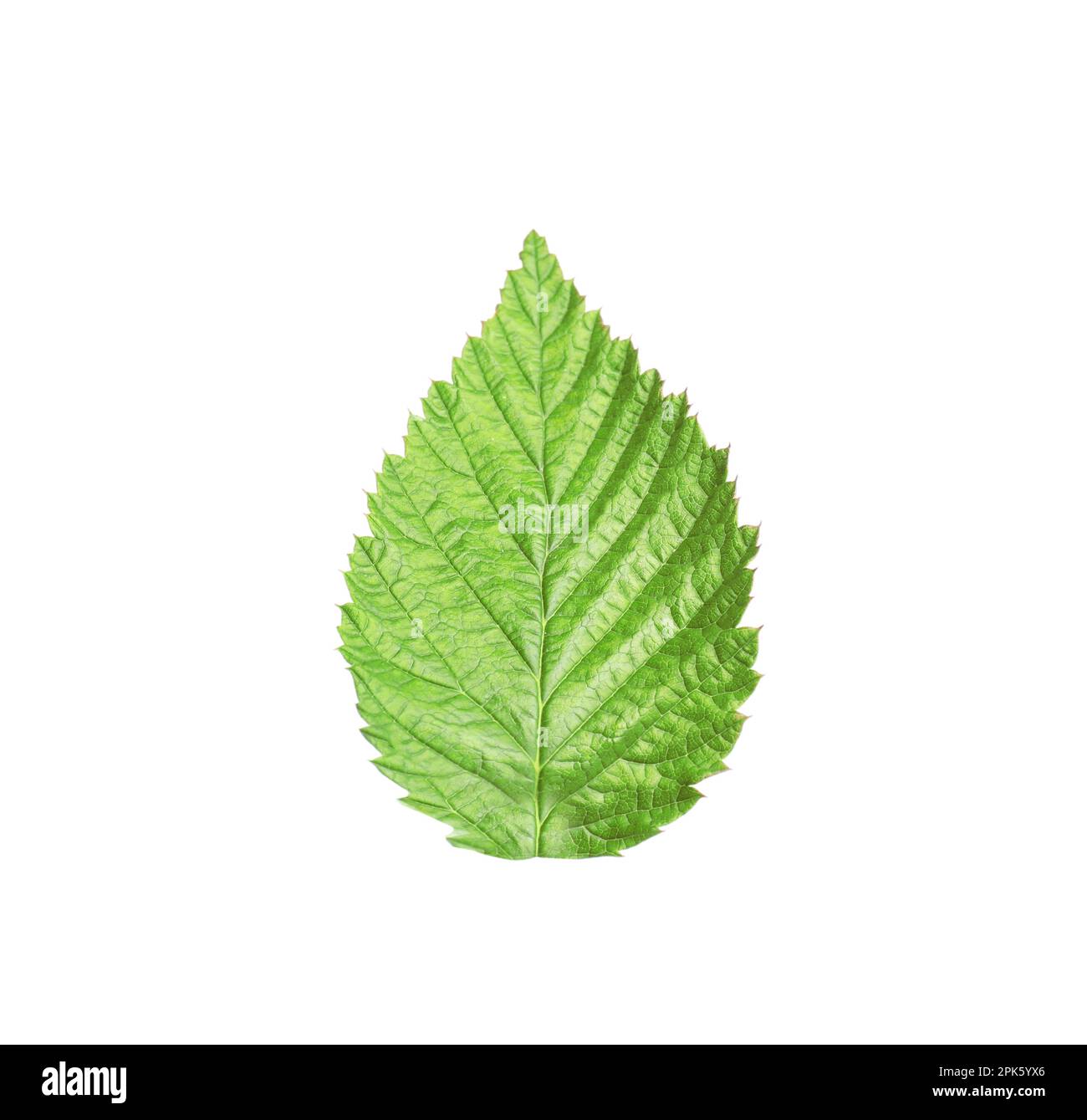 One green raspberry leaf isolated on white Stock Photo - Alamy