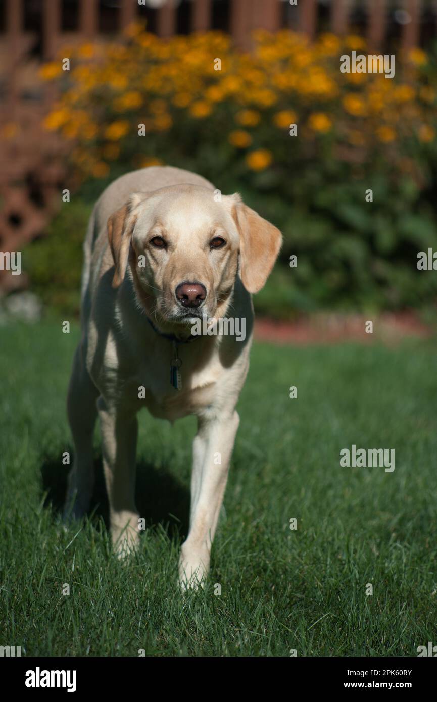 Yellow Labrador dog walking in green grass Stock Photo - Alamy