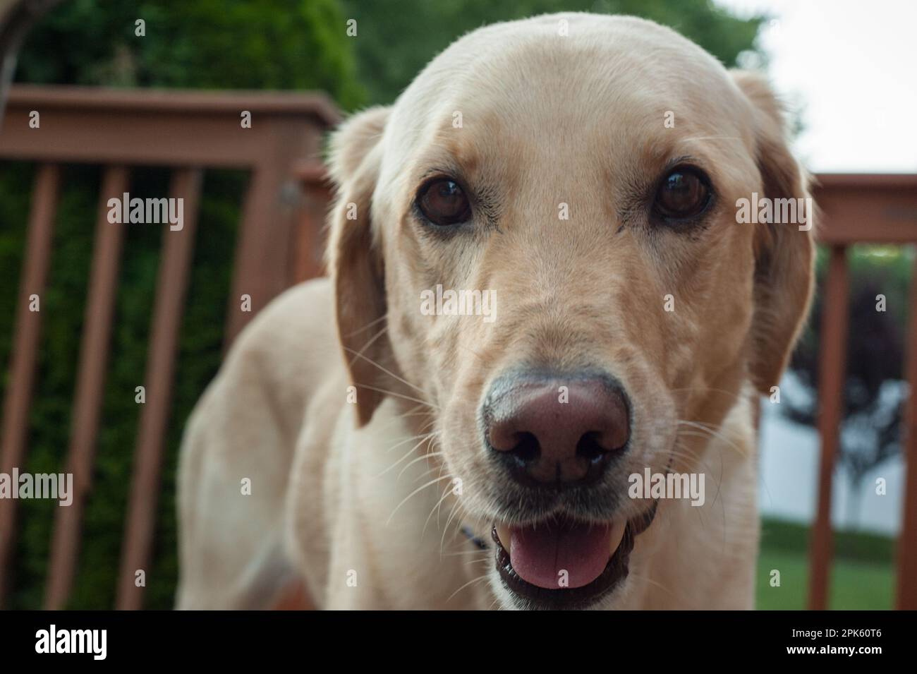 Curious yellow labrador hi-res stock photography and images - Alamy