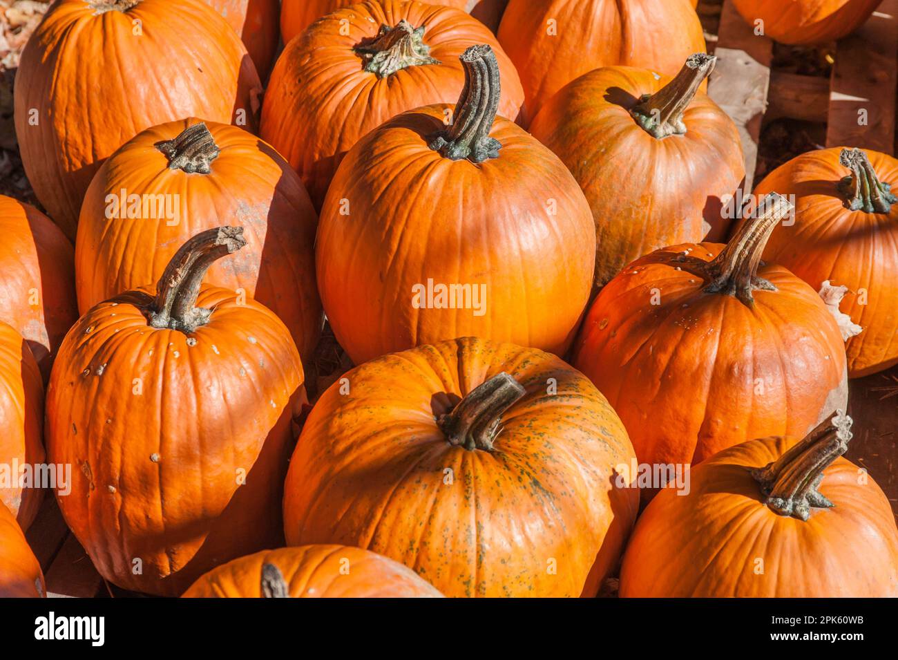 Autumn pumpkins ready fall hi-res stock photography and images - Alamy