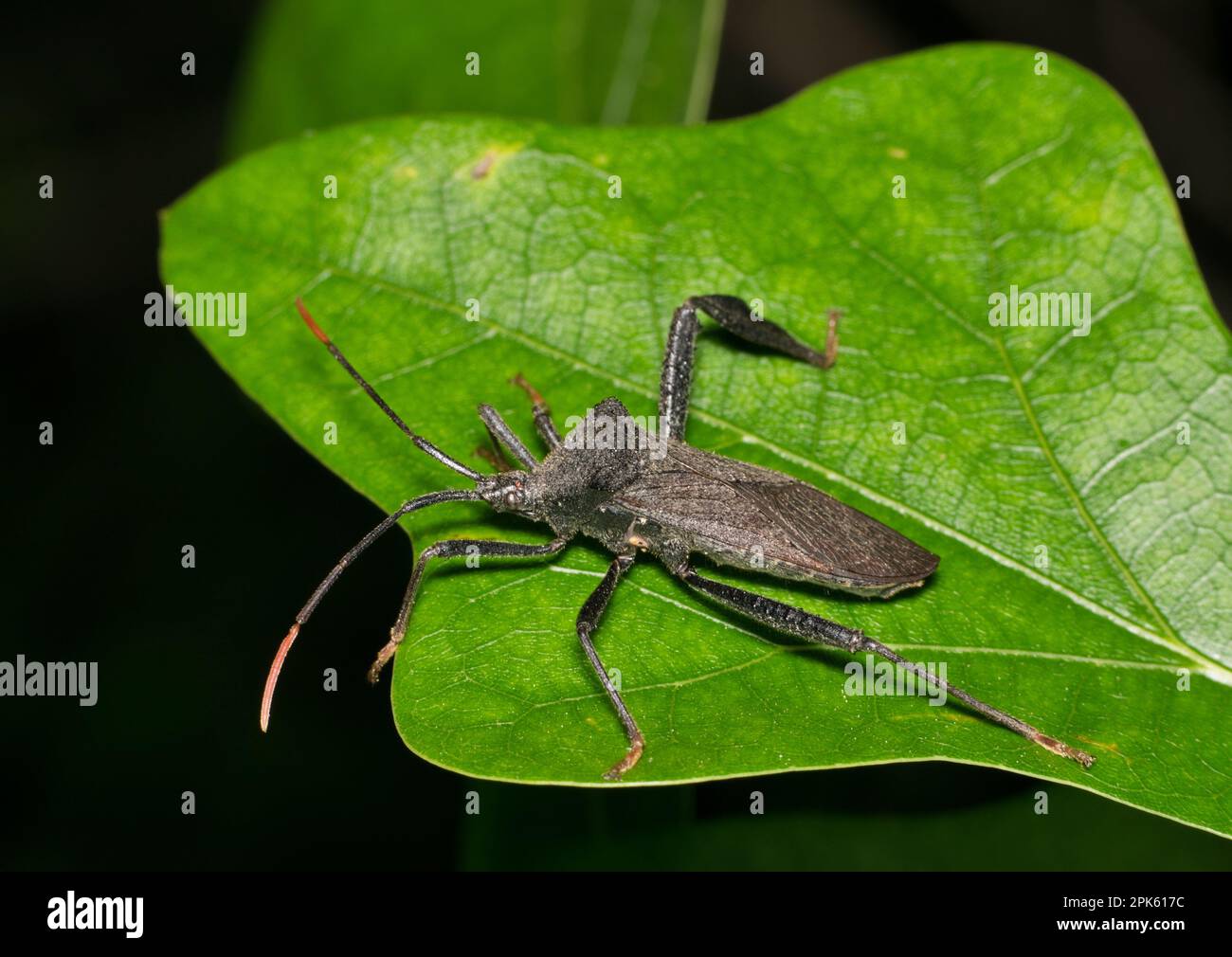 Leaf-footed bug (Acanthocephala terminalis) on an oak leaf at night ...