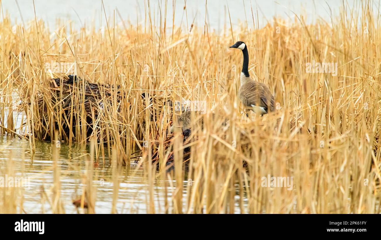 Canada goose in marsh hi-res stock photography and images - Alamy