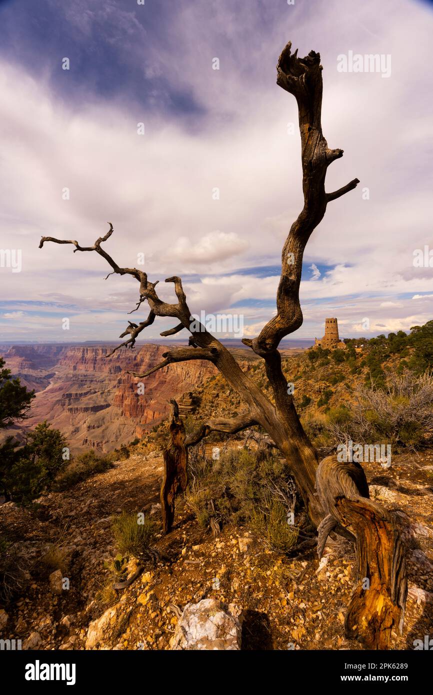 Dead urban tree hi-res stock photography and images - Alamy