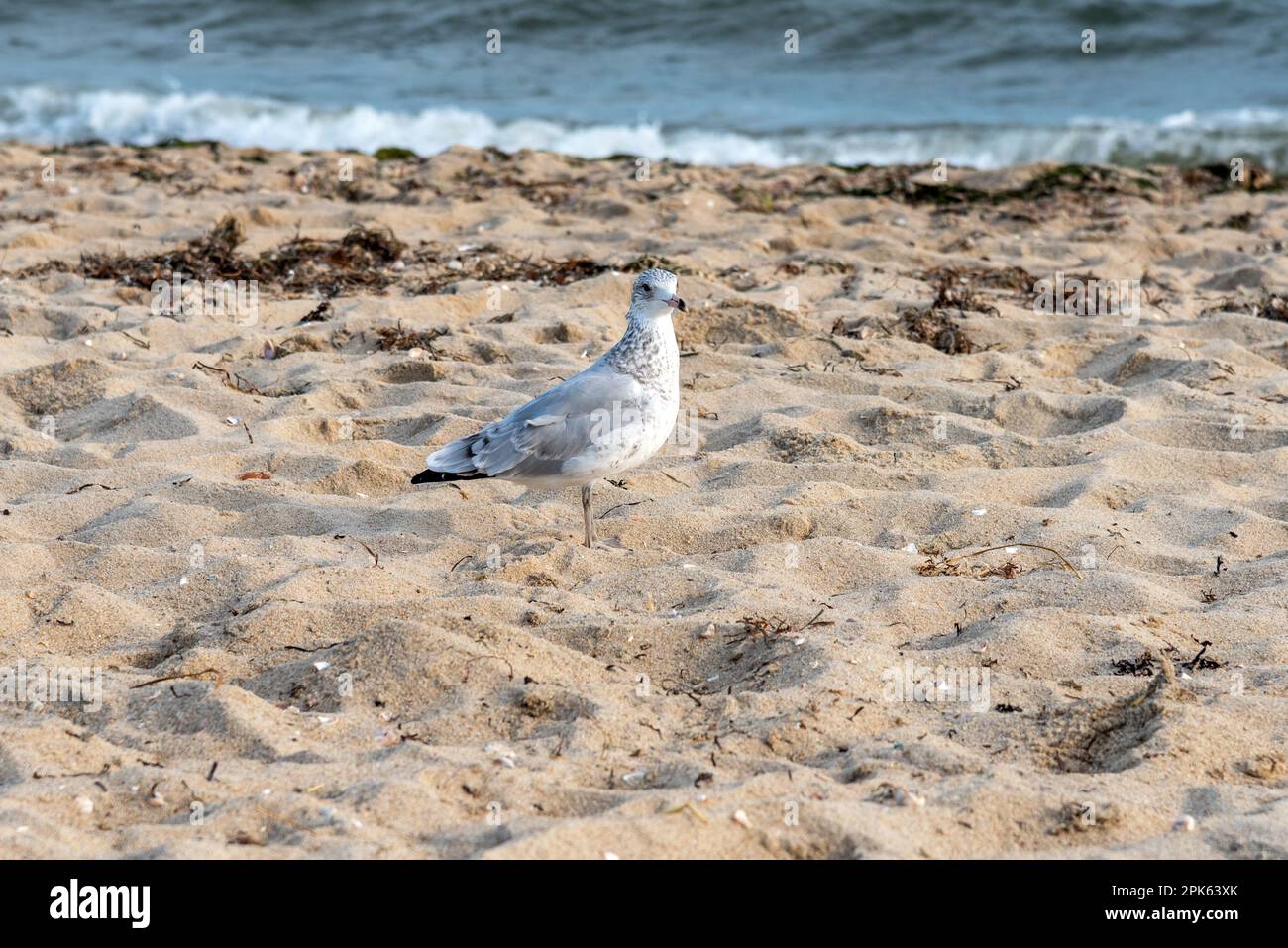 Cape Cod Nature Stock Photo - Alamy