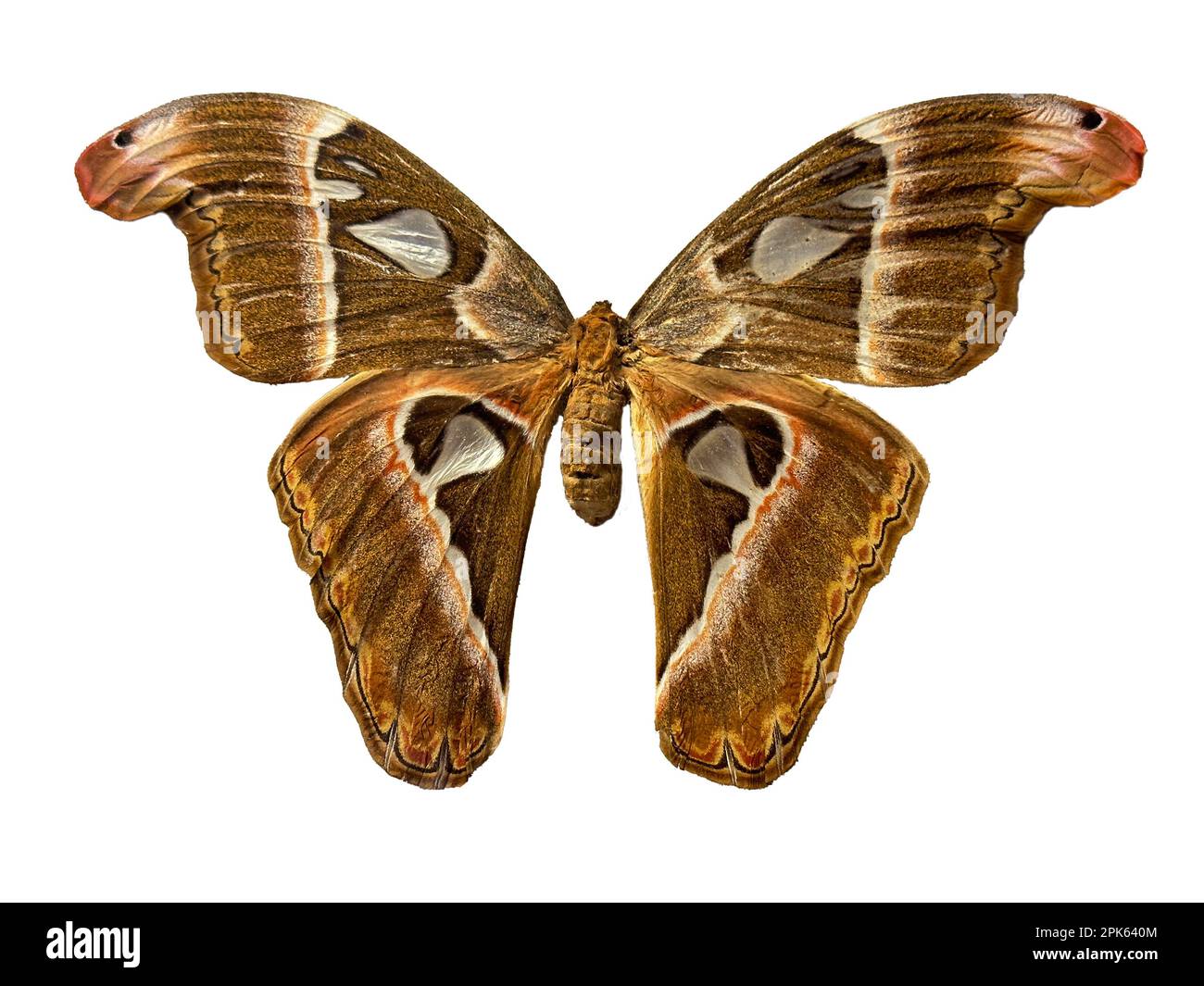 Moth patterns Cut Out Stock Images & Pictures - Alamy