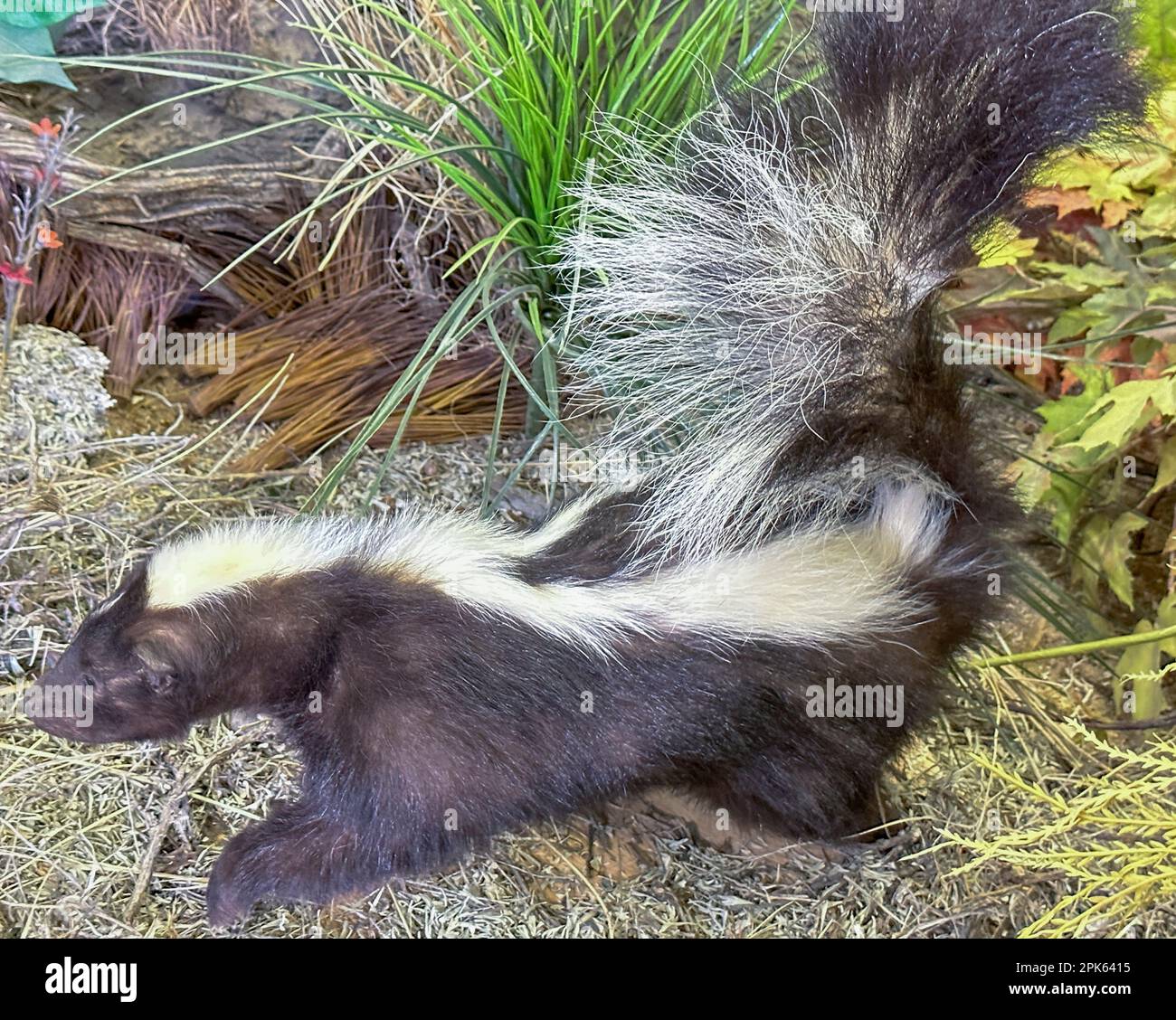 Polecat Vs Skunk