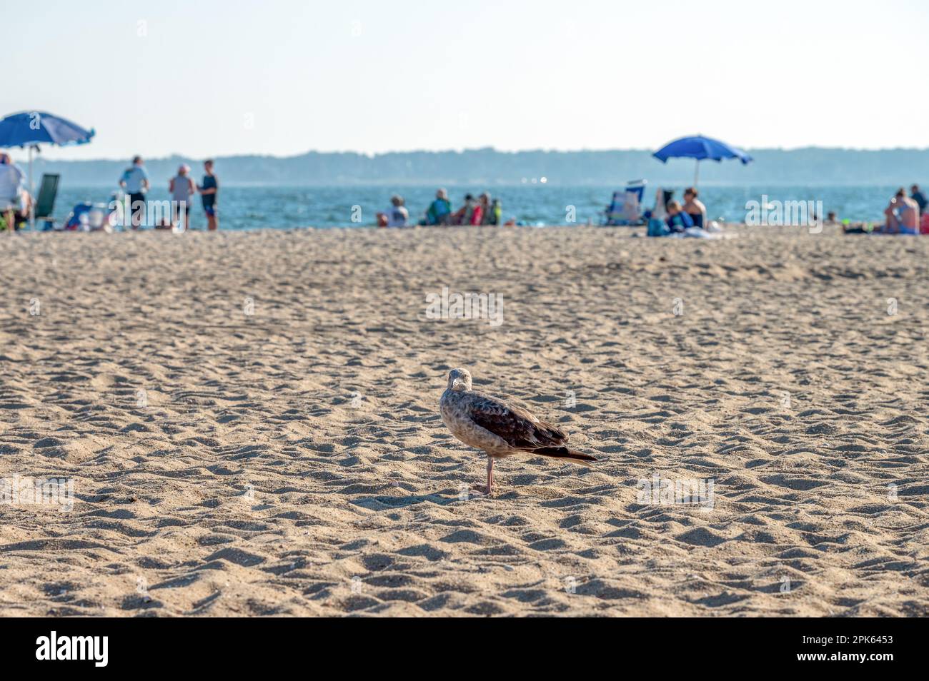 Cape Cod Nature Stock Photo - Alamy