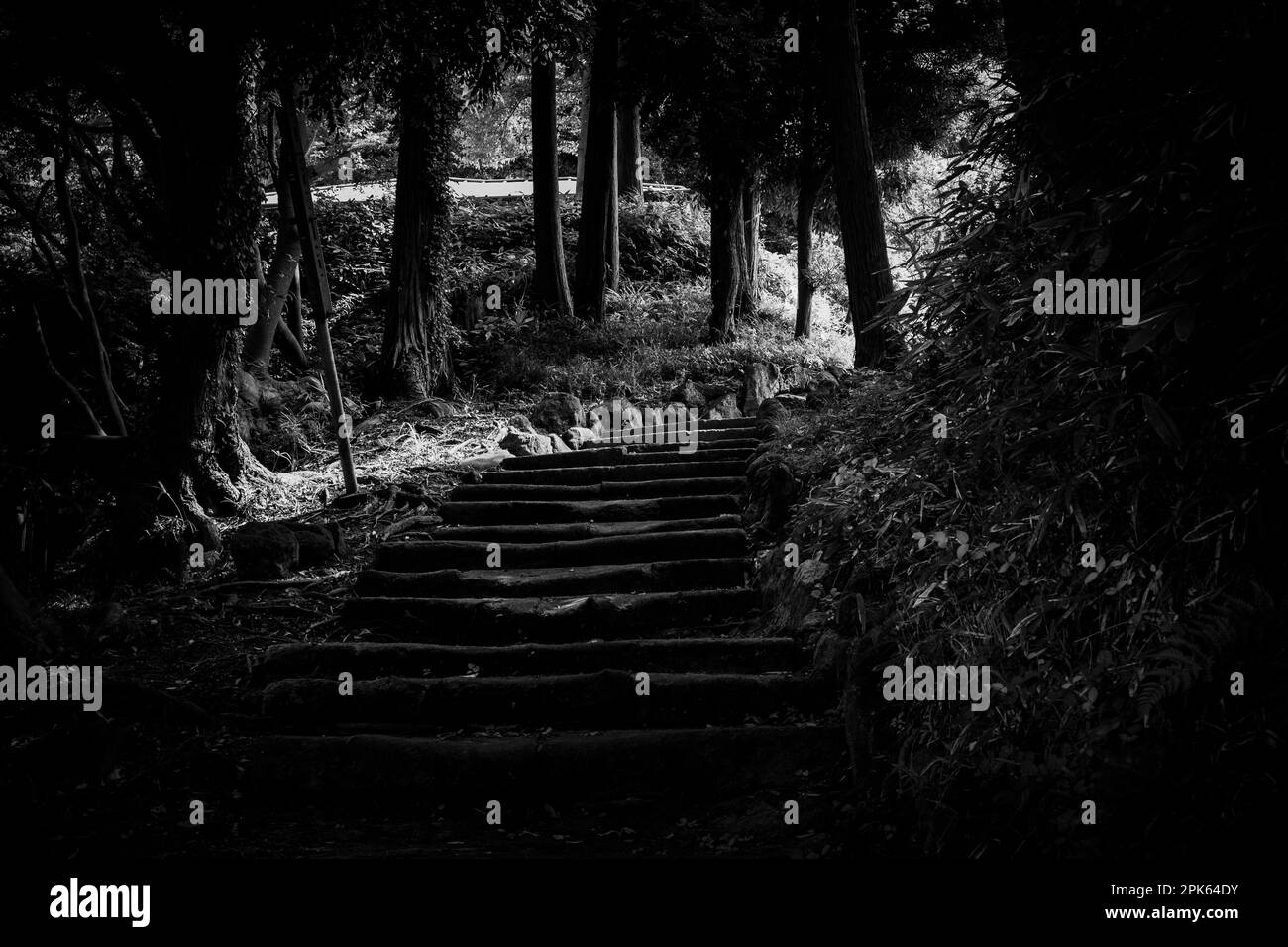 A worn path through the forest Stock Photo - Alamy