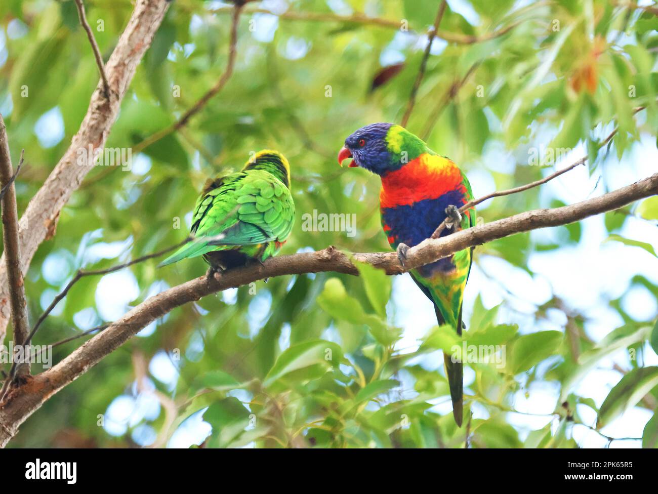 Birds around the block in trees perched and hanging with other rainbow ...