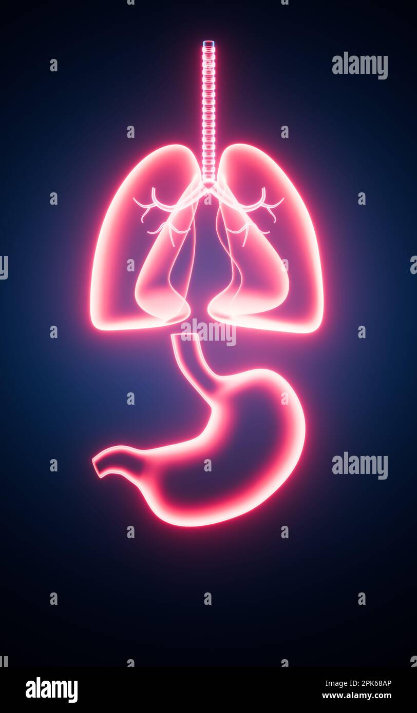 Human lung and stomach structures, 3d rendering. Digital drawing Stock ...