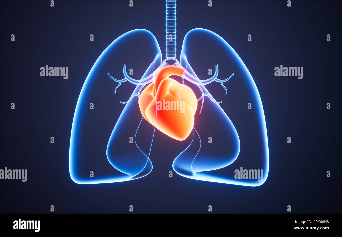 Human pulmonary respiratory system and heart, 3d rendering. Digital ...