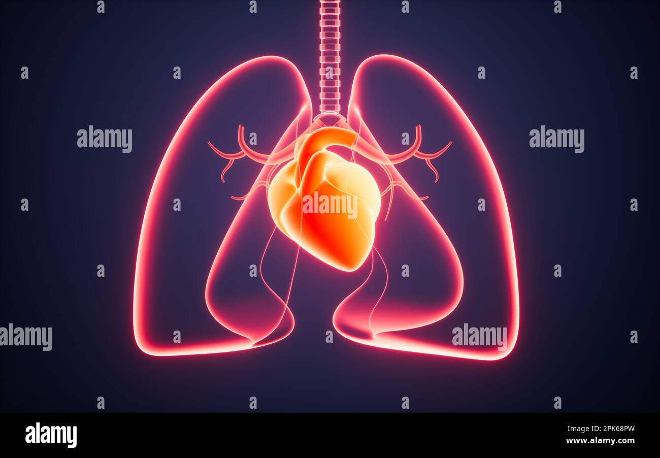 Human pulmonary respiratory system and heart, 3d rendering. Digital ...