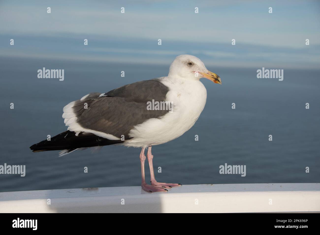 The American Herring Gull (Larus argentatus smithsonianus) is likely to ...