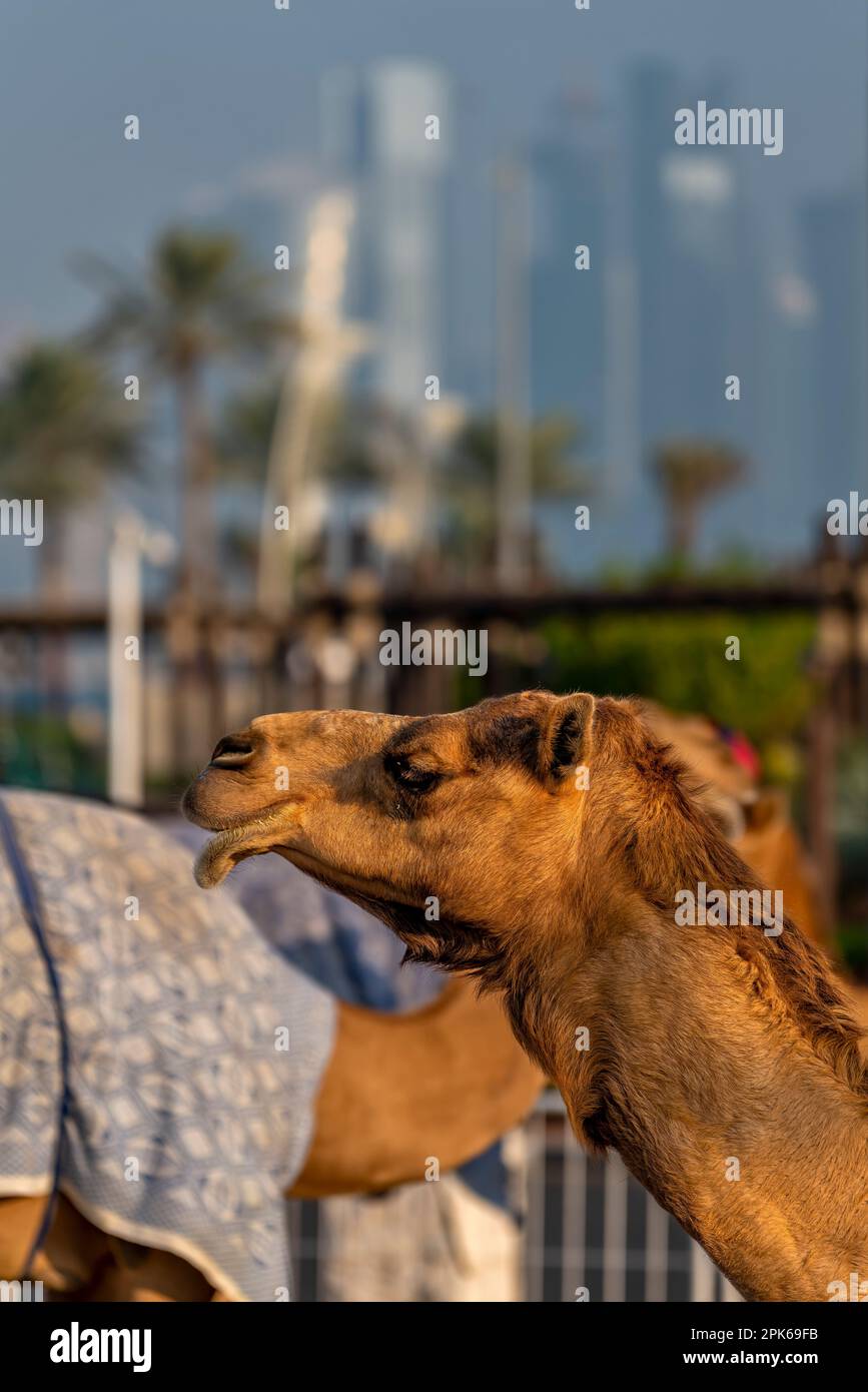 Camel Station, Souq Waqif, Doha, Qatar Stock Photo - Alamy
