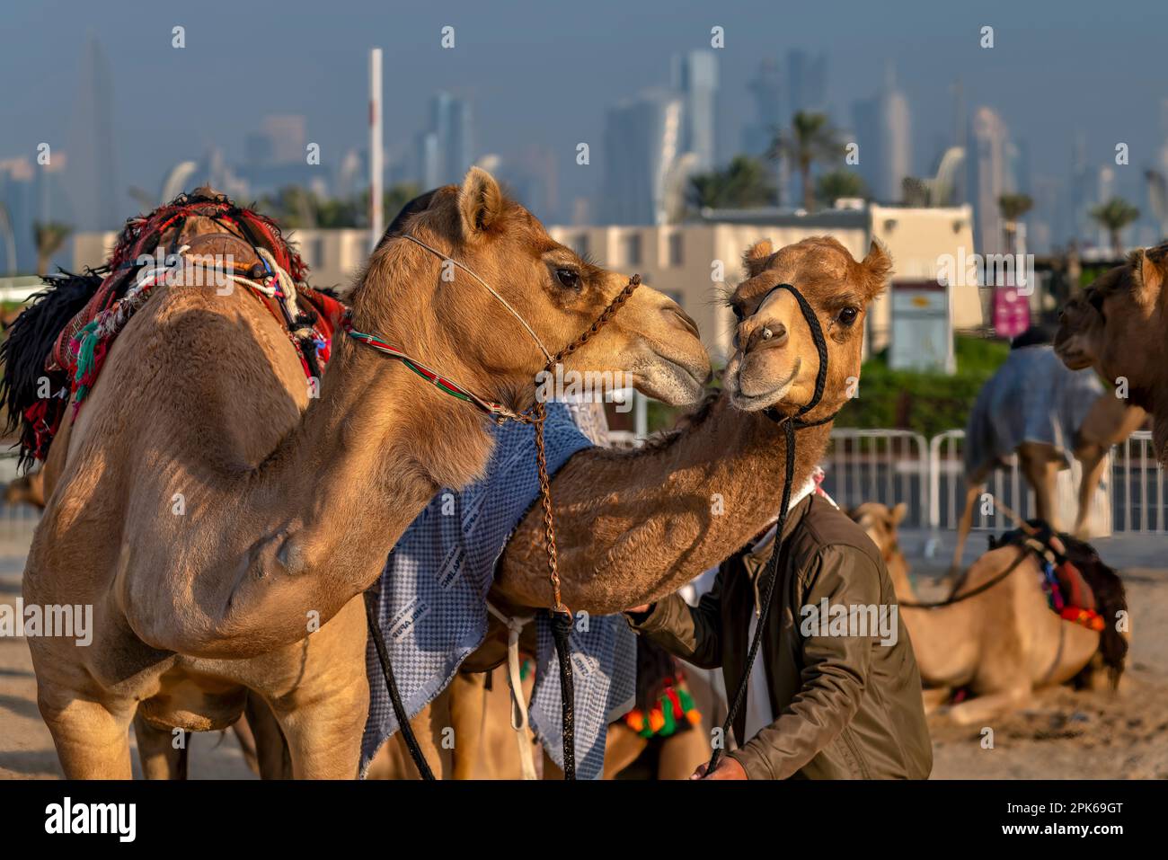 Camel Station, Souq Waqif, Doha, Qatar Stock Photo - Alamy