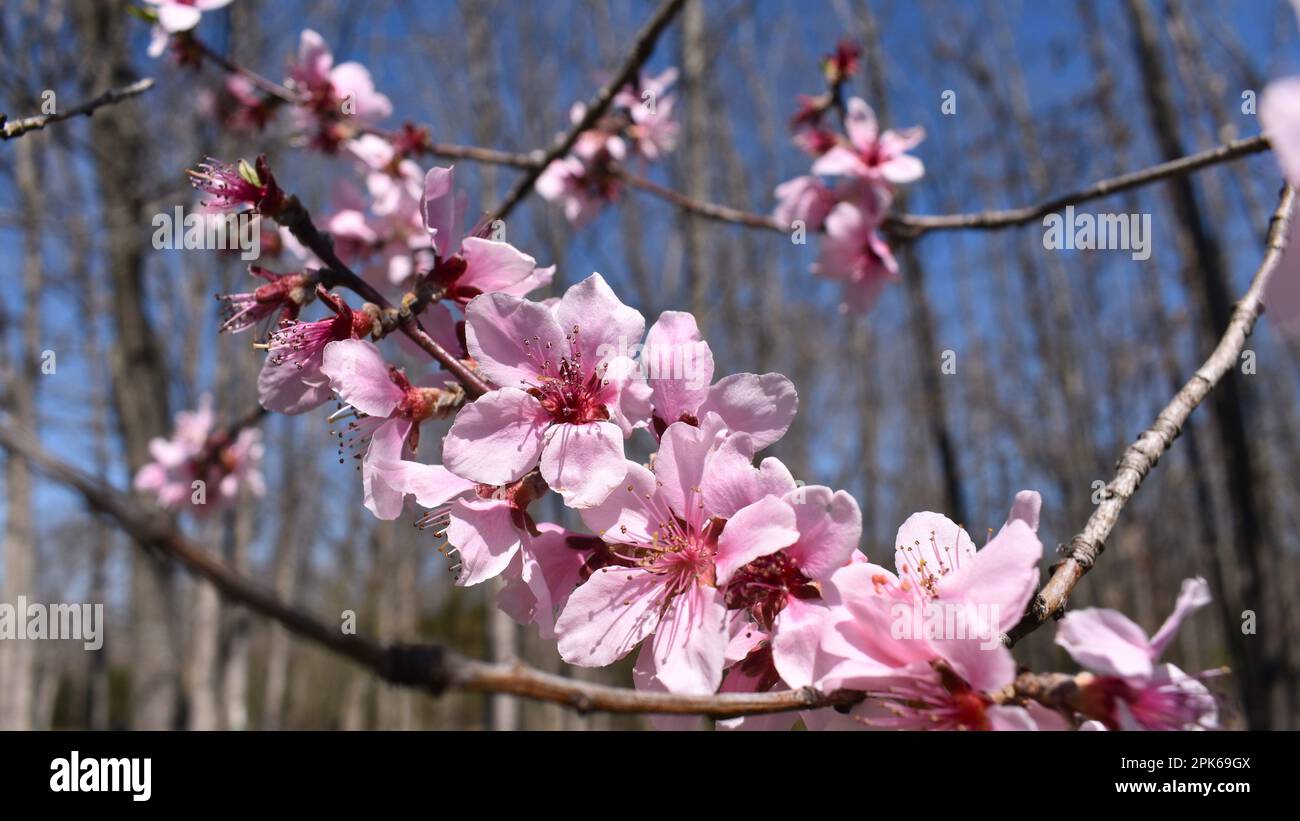 Ornamental peach tree hi-res stock photography and images - Alamy