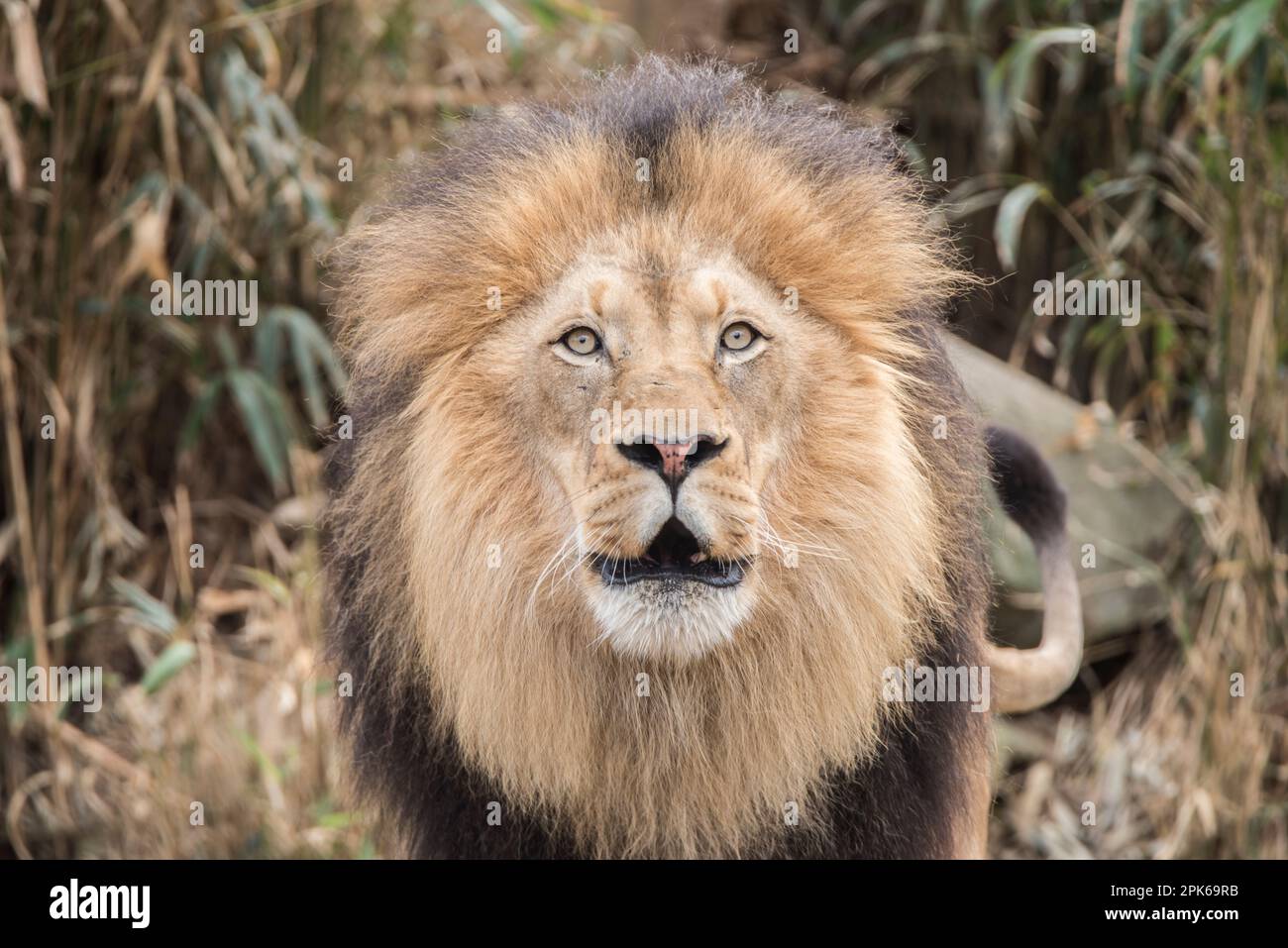 Male lion at National Zoo, facing camera, steady unflinching gaze ...