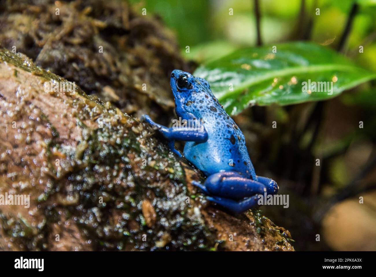 Poison dart frog amazon hi-res stock photography and images - Alamy