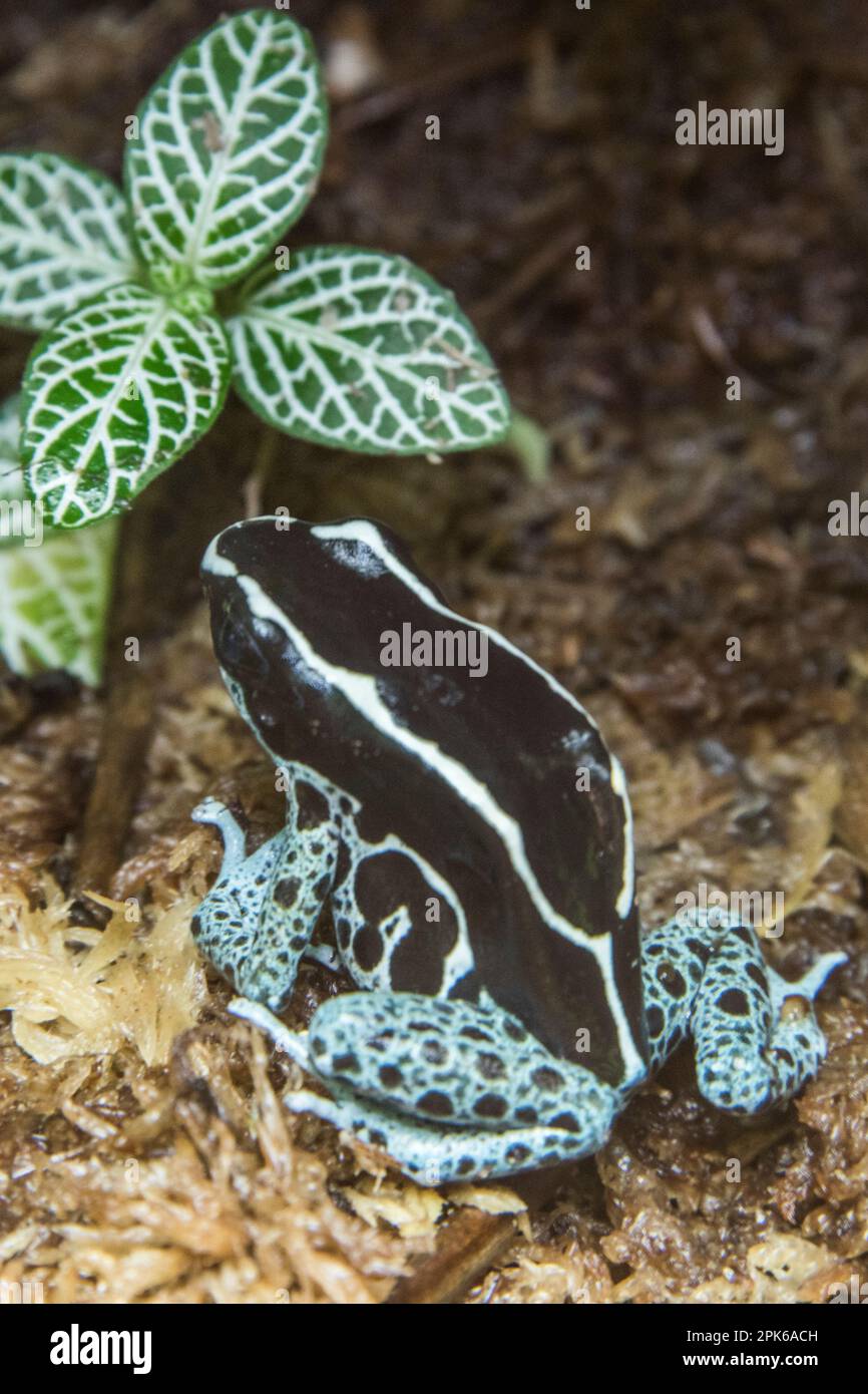Poison dart frog amazon hi-res stock photography and images - Alamy