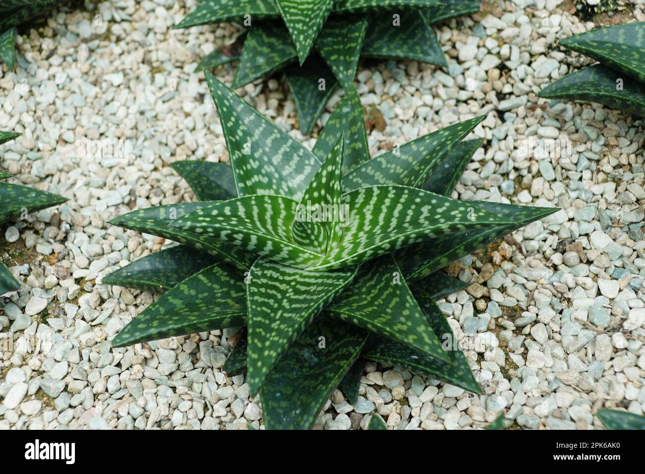 Green color of Haworthia limifolia, a dainty succulent, producing ...