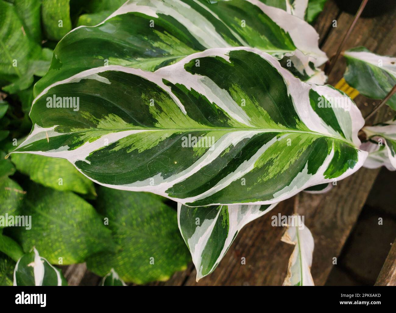 Calathea white fusion hi-res stock photography and images - Alamy
