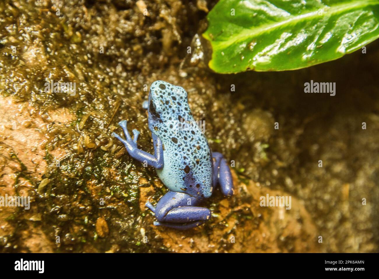 Captive Poison dart or poison arrow frog from Brazil in the Amazon ...