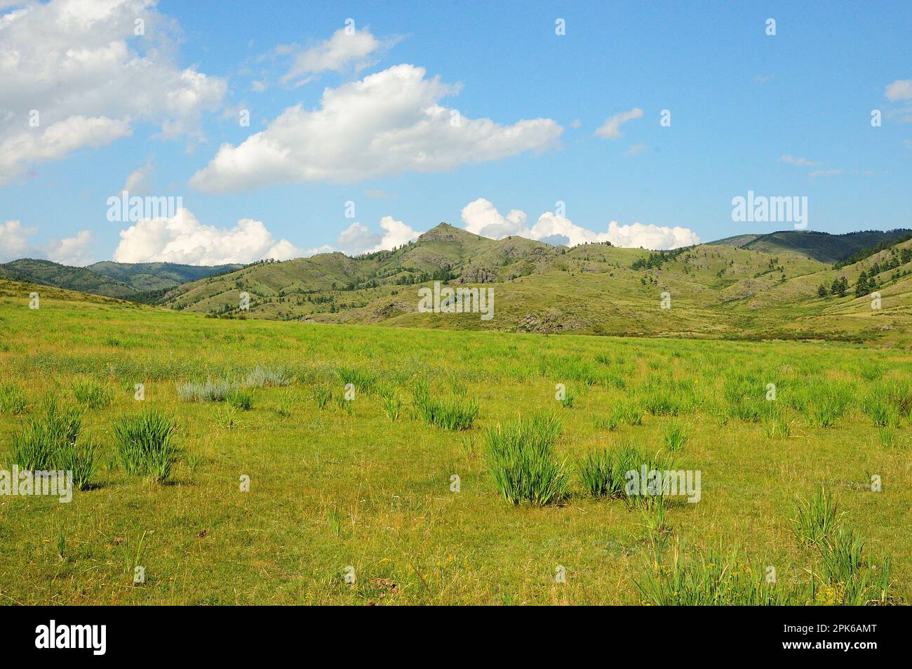 Low sparse bushes in the boundless steppe at the foot of high peaked mountains under a lazy ...