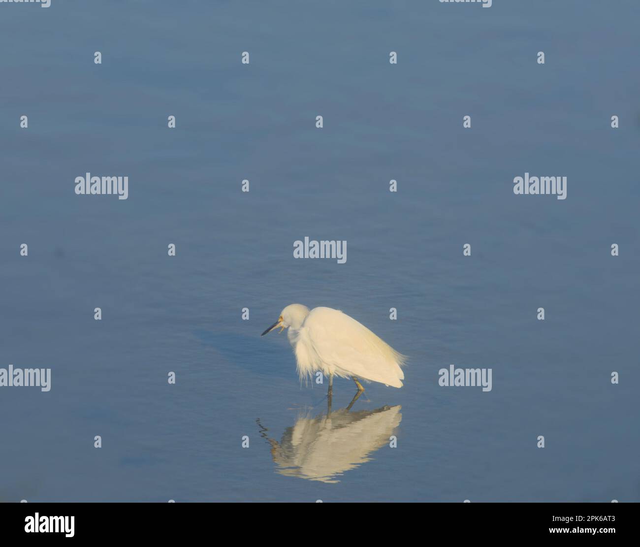 White heron searching for food in Huntington Beach wetlands & wildlife ...
