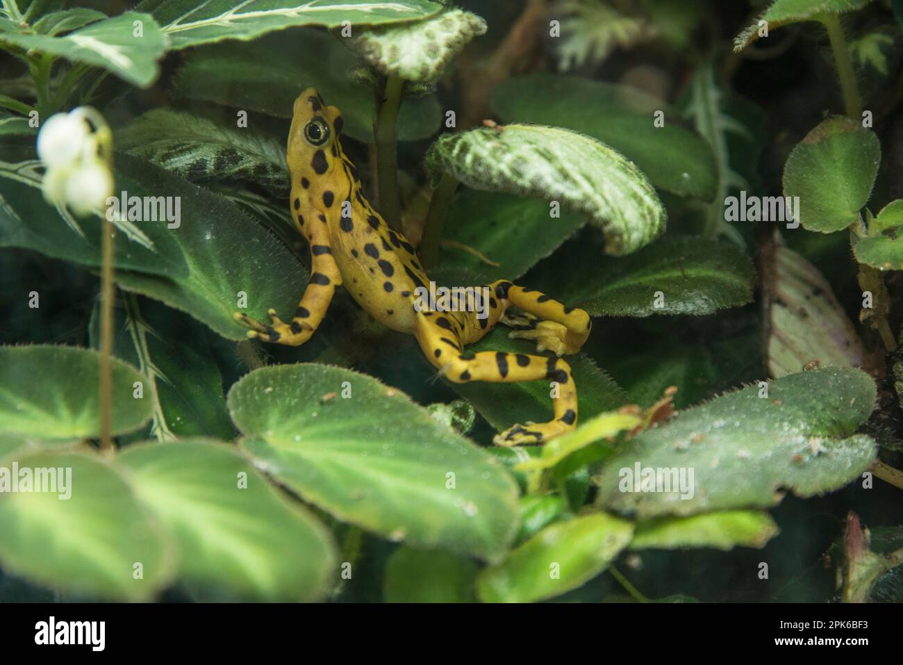 The panamanian golden frog is extinct in the wild and conserved in zoos ...