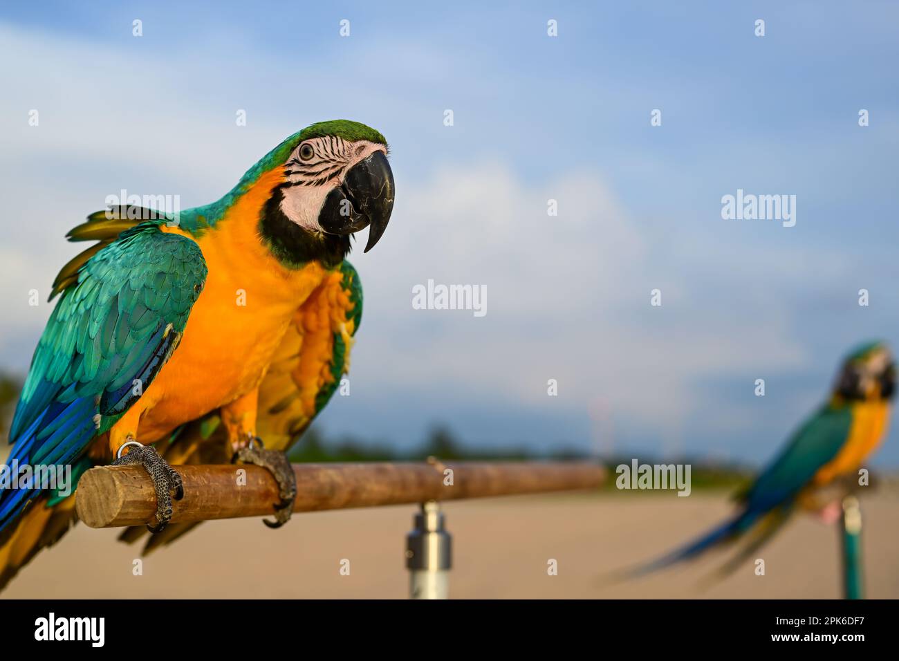 Blue and yellow macaw on beautiful beach Stock Photo - Alamy