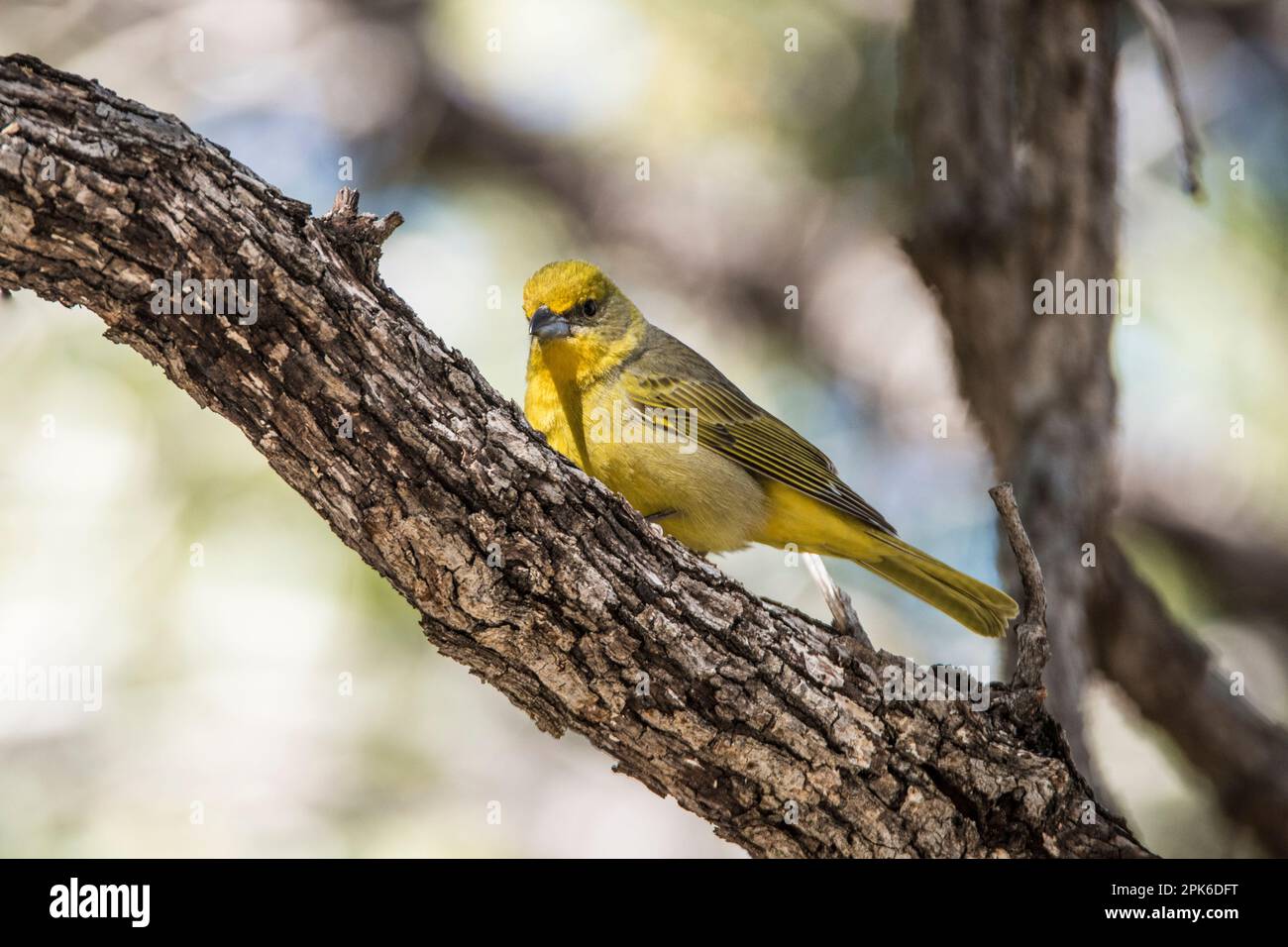 A female hepatic tanager perched in a tree at Madera Canyon, Arizona ...