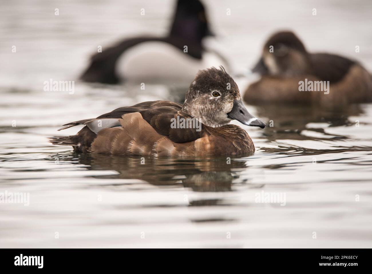 A female ring-necked duck floating on water with a male and another ...