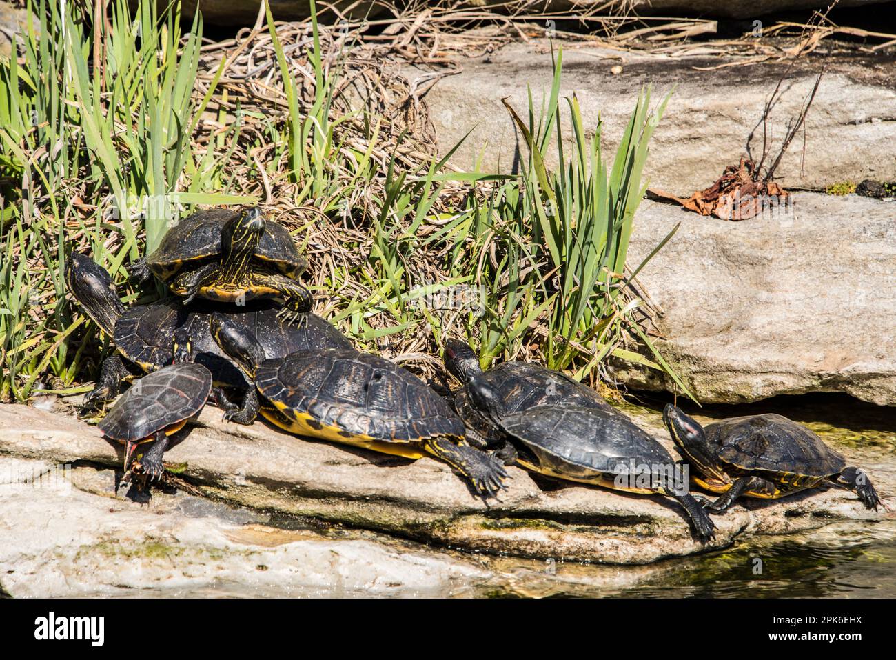 Mixed group of turtles bathing in the sun at the National Zoo ...