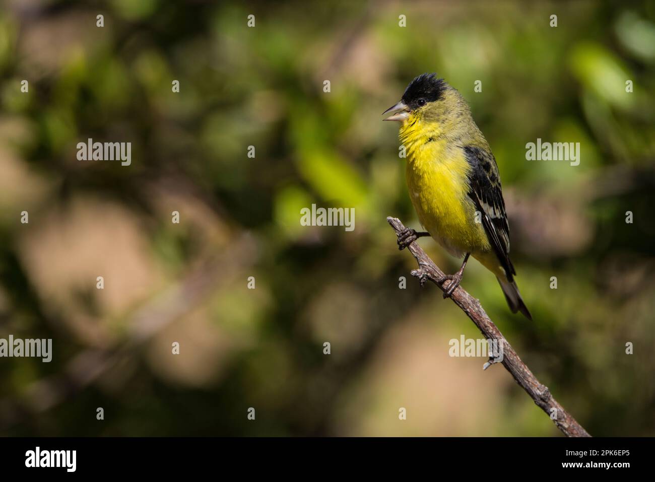 A male lesser goldfinch with black cap perches on a stick at Madera ...