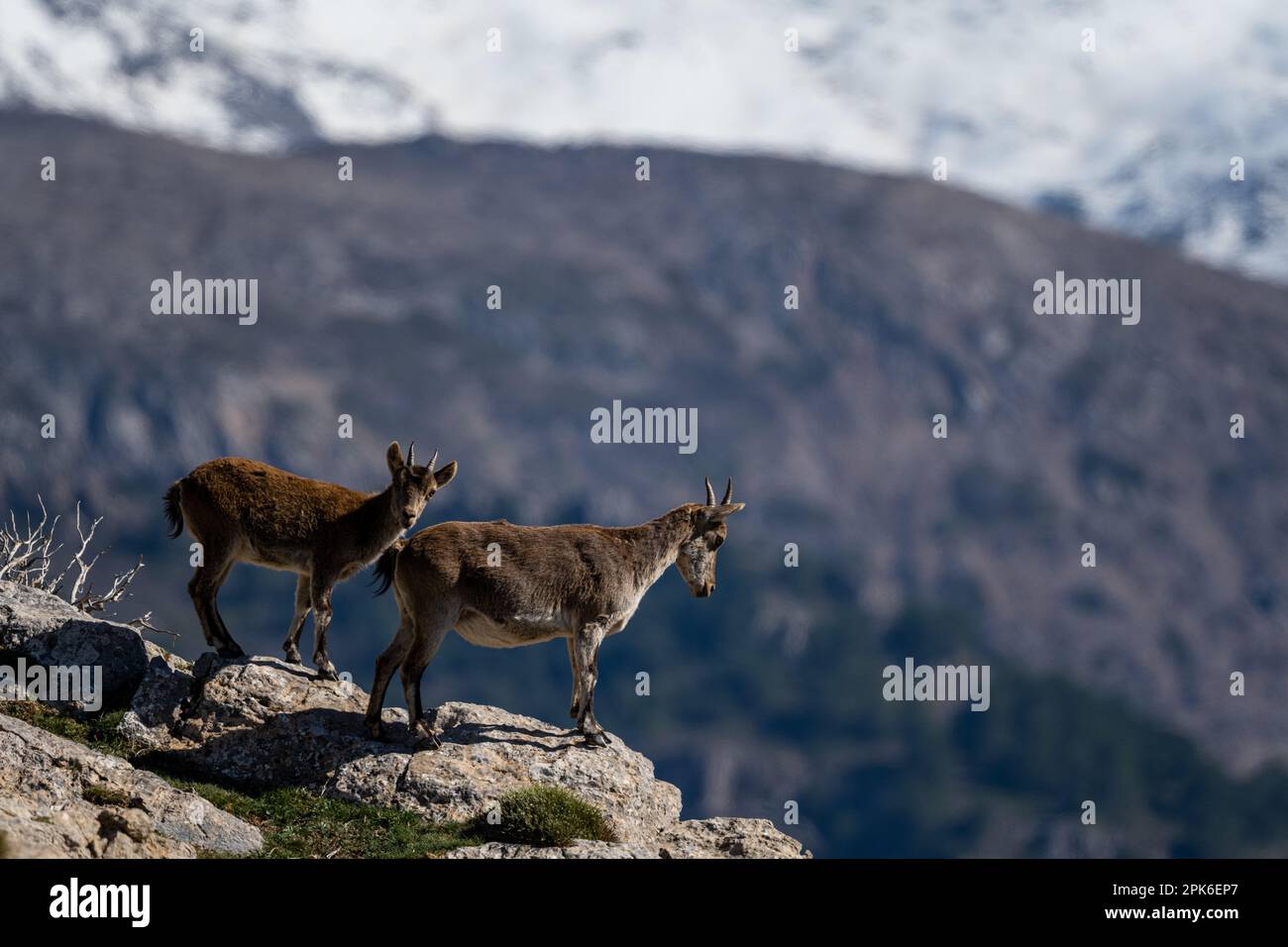 The Iberian ibex, also known as the Spanish ibex, Spanish wild goat and ...