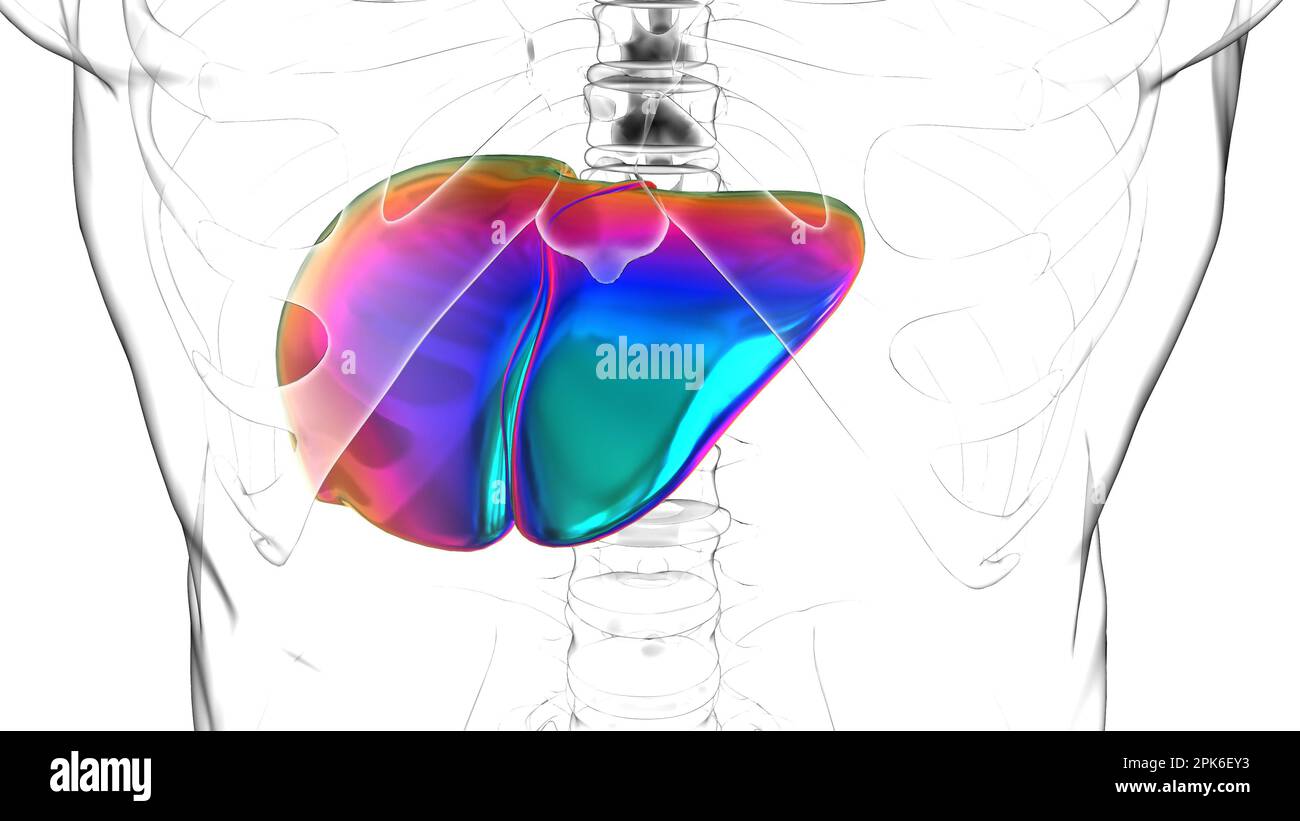 Liver human digestive system anatomy for medical concept 3D ...