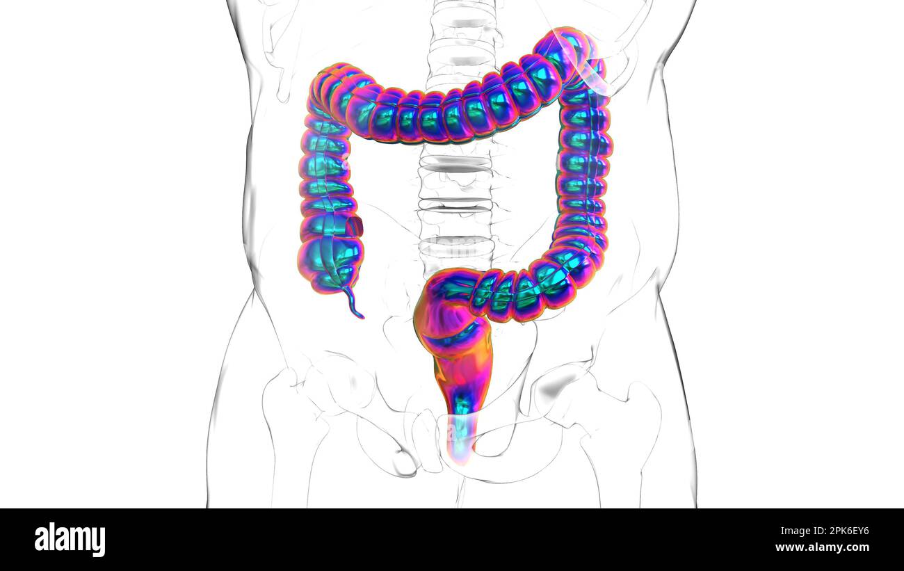 3D Illustration Human Digestive System Anatomy (Large Intestine) For ...