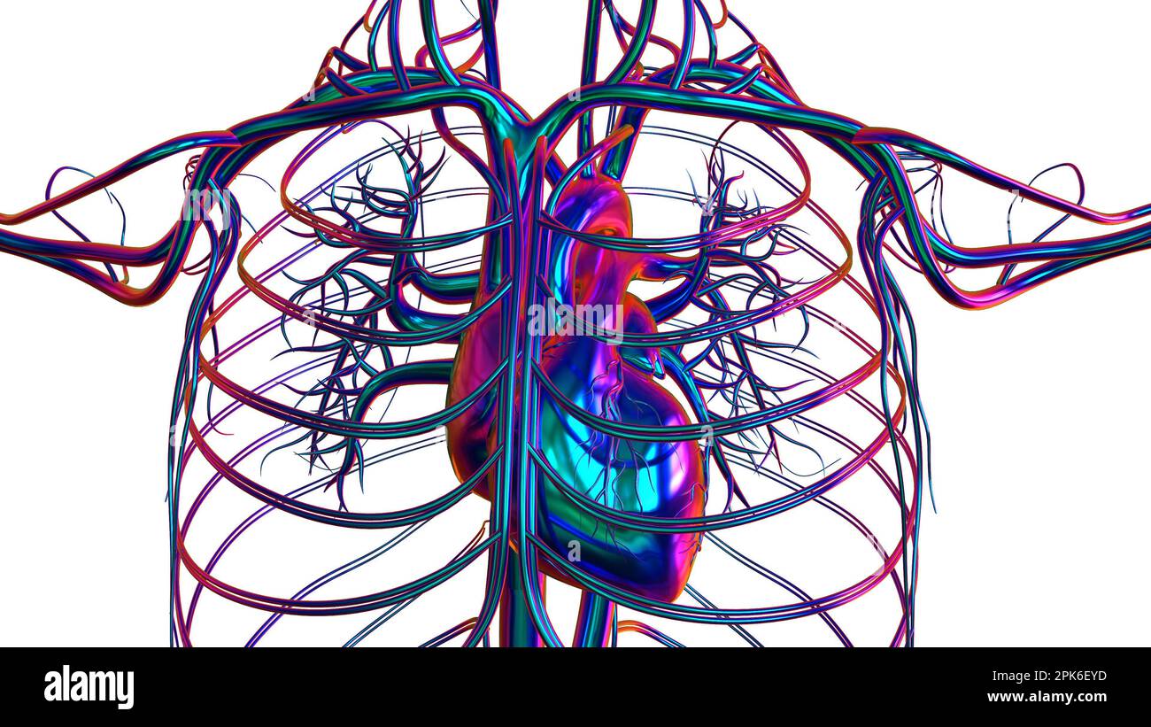Human heart anatomy for medical concept 3D illustration Stock Photo - Alamy