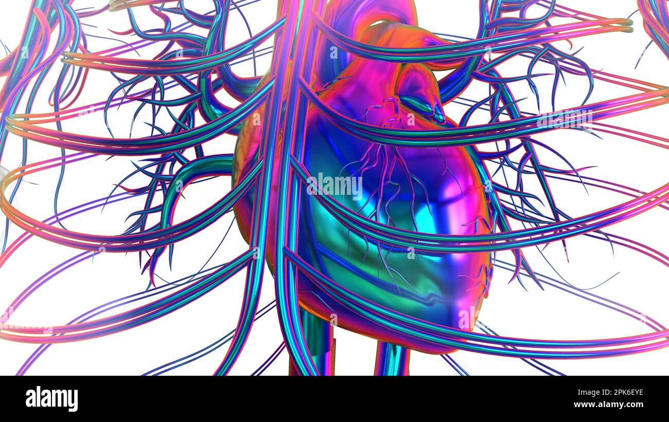 Human heart anatomy for medical concept 3D illustration Stock Photo - Alamy