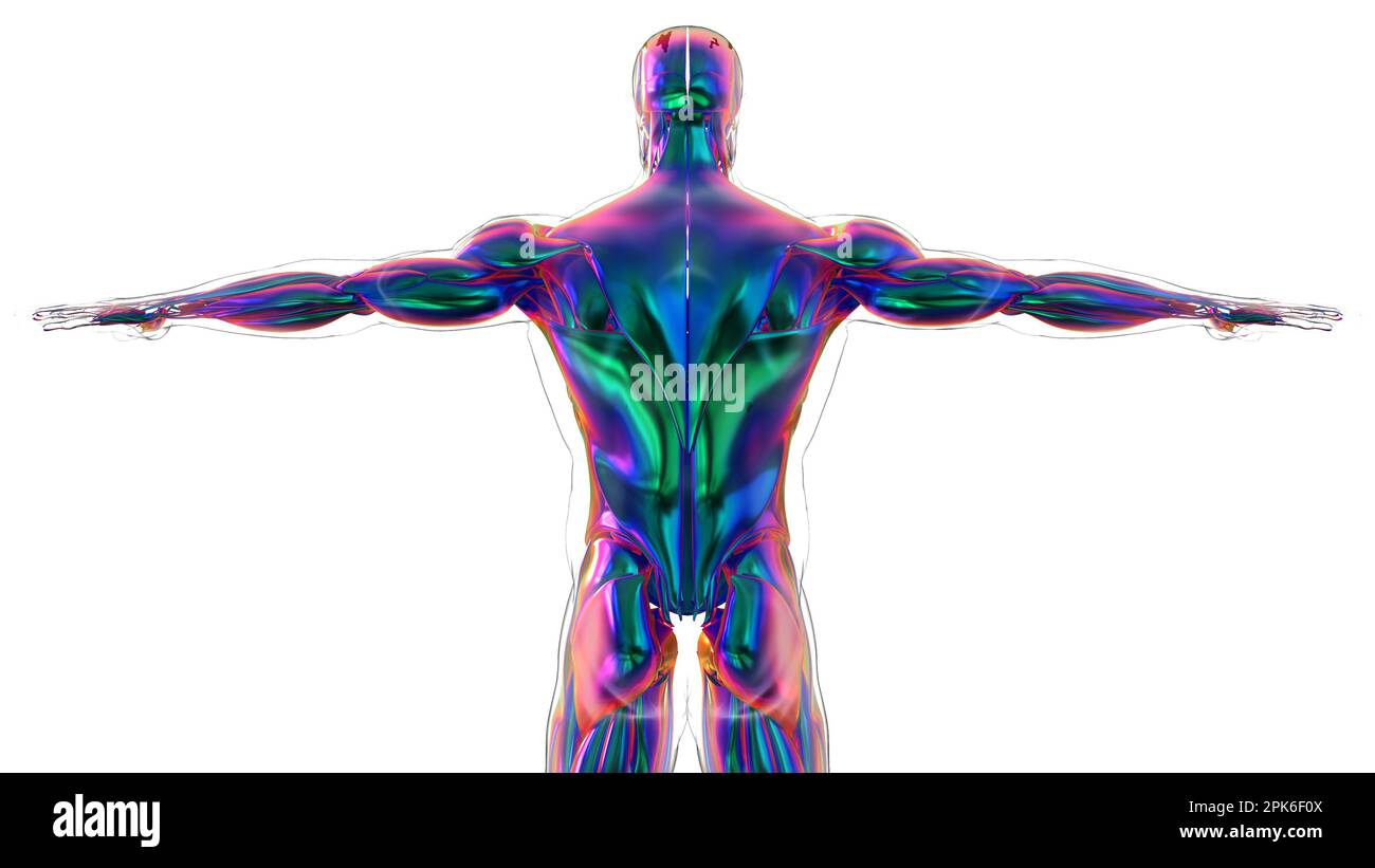 3D Illustration, Muscle is a soft tissue, Muscle cells contain proteins ...