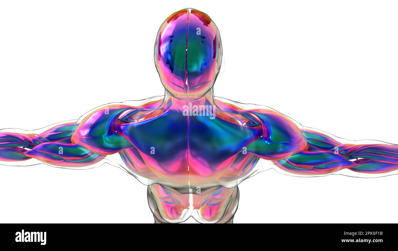 3D Illustration, Muscle is a soft tissue, Muscle cells contain proteins ...