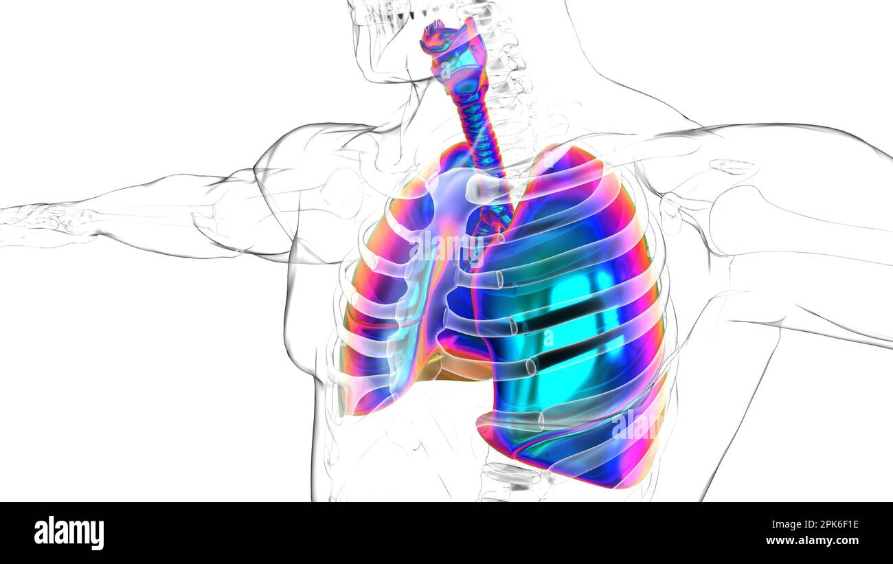 human lungs with diaphragm anatomy for medical concept 3D illustration ...