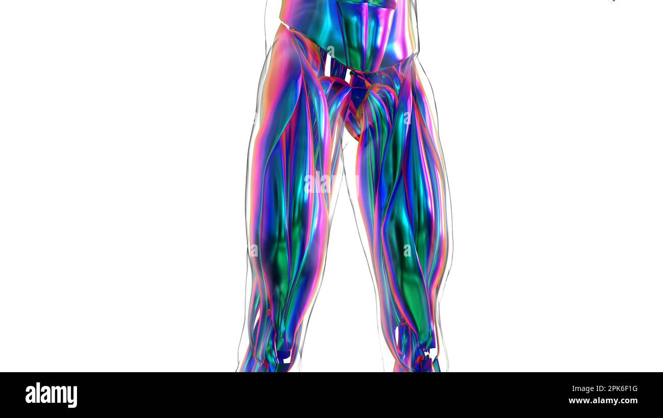 3D Illustration, Muscle is a soft tissue, Muscle cells contain proteins ...